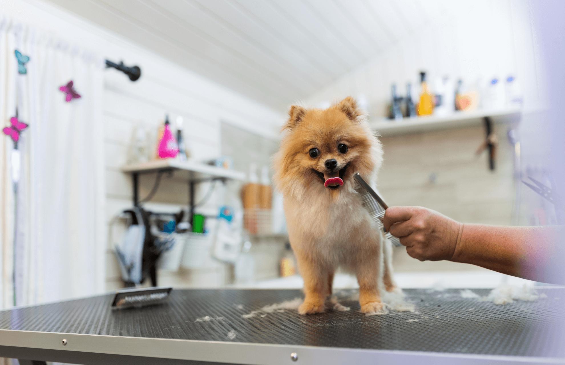 Grooming | Sterner Veterinary Clinic